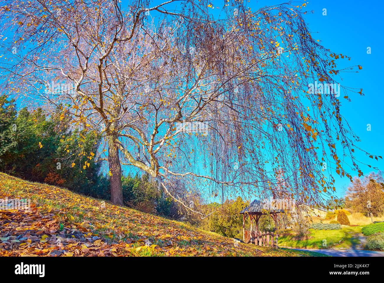 The spread birch tree with curved branches and fallen leaves under the ...