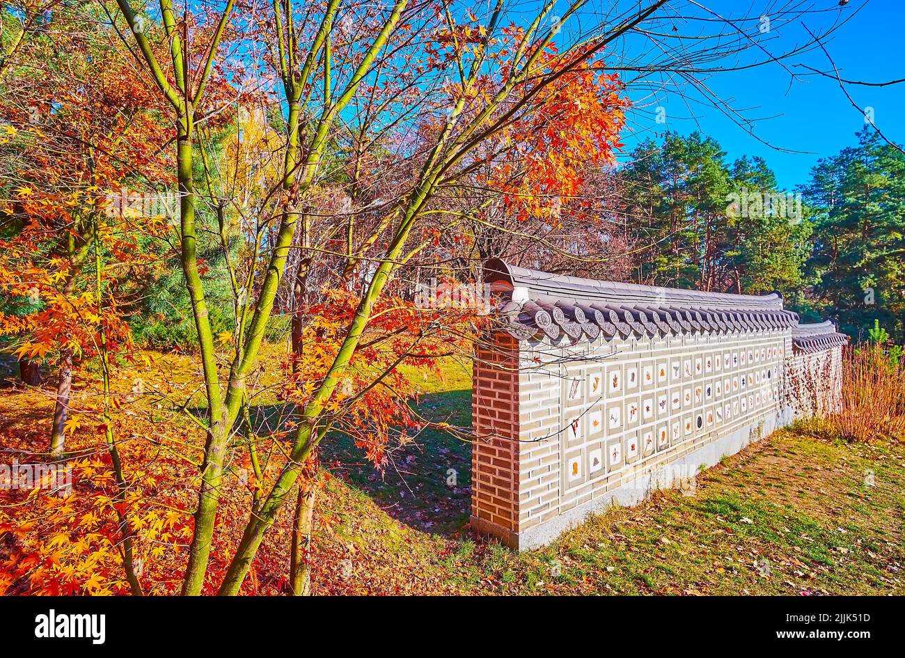 The beautiful red Japanese maple (palmate maple) with traditional brick ...