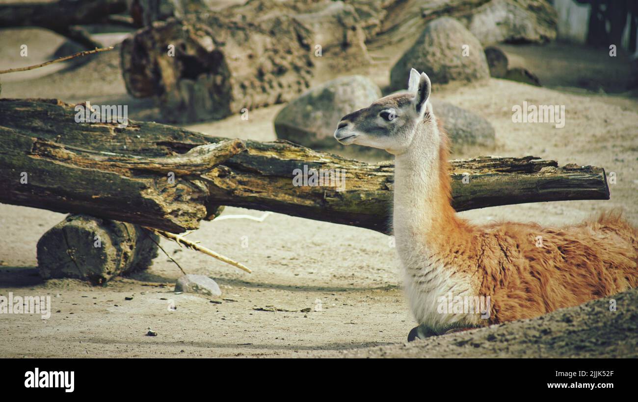 A lama sitting in the zoo Stock Photo - Alamy