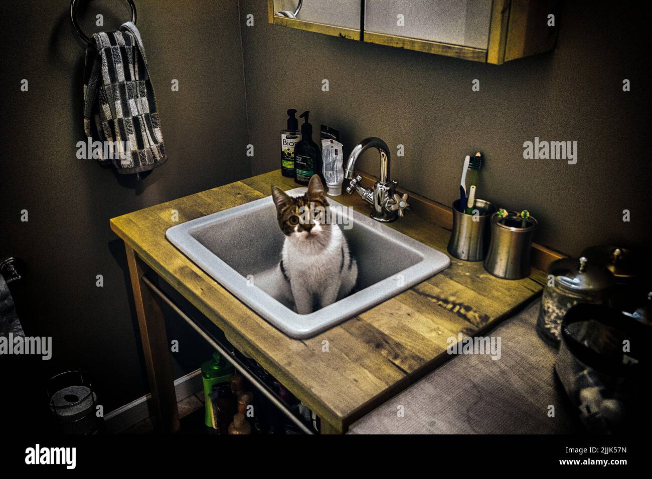 The cat caught in doing something mischievous Stock Photo - Alamy