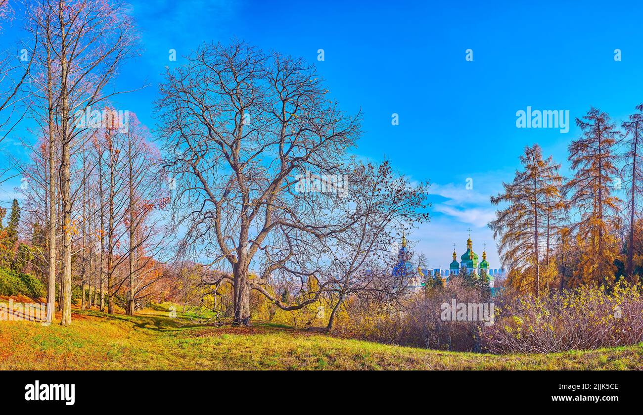 Panorama of the scenic green glade with a view of tall larches, spread ...