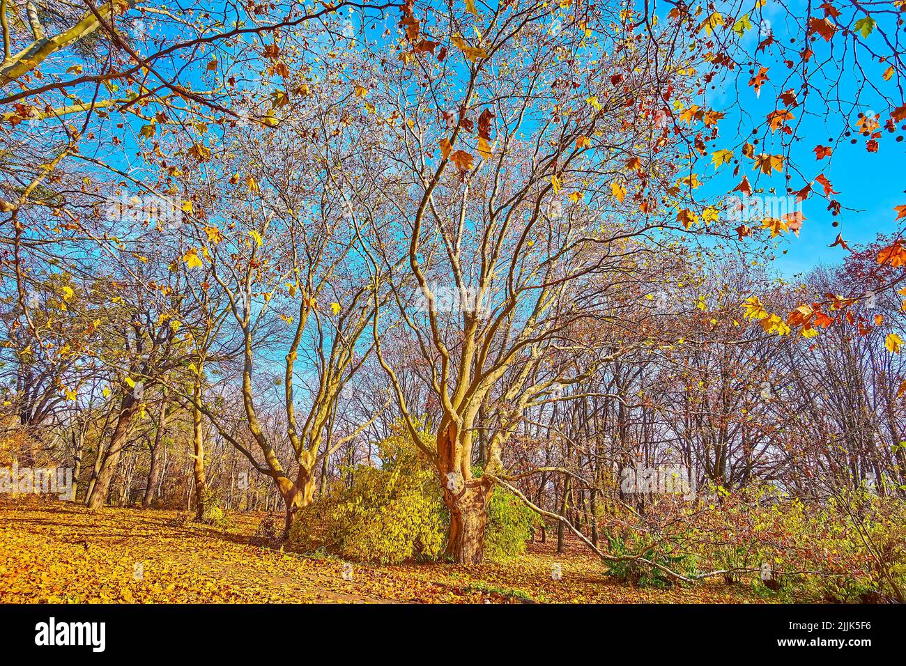 Sycamore foliage hi-res stock photography and images - Alamy