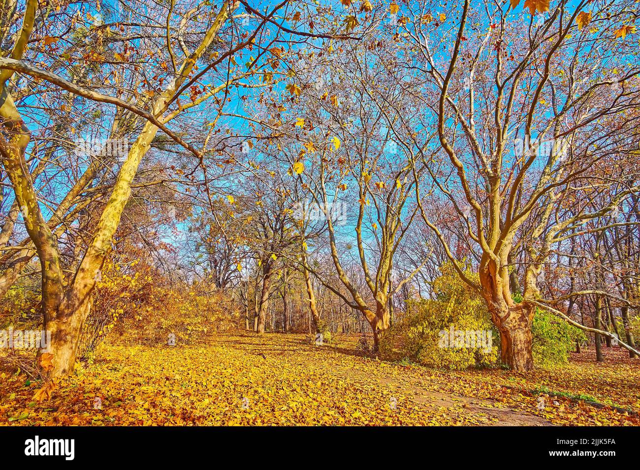 Panorama of the scenic yellow sycamore grove with old trees and dry ...
