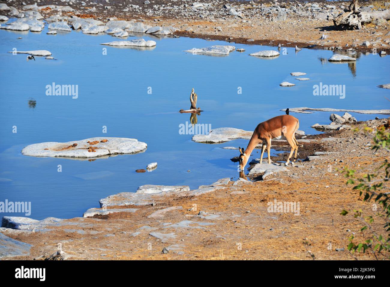 Deer drinking water at a water pond in Etosha National Park, Namibia ...