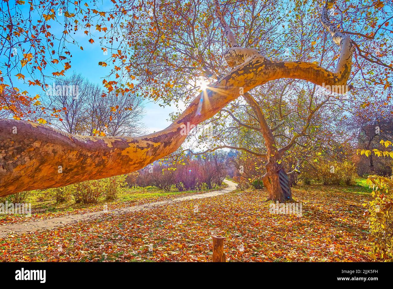 The branch of the old spread sycamore tree with bright sun, shining ...