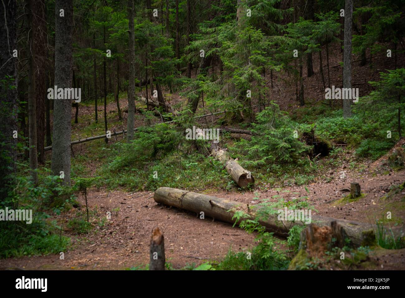 beautiful forest landscape with green trees and dead old trees fallen ...