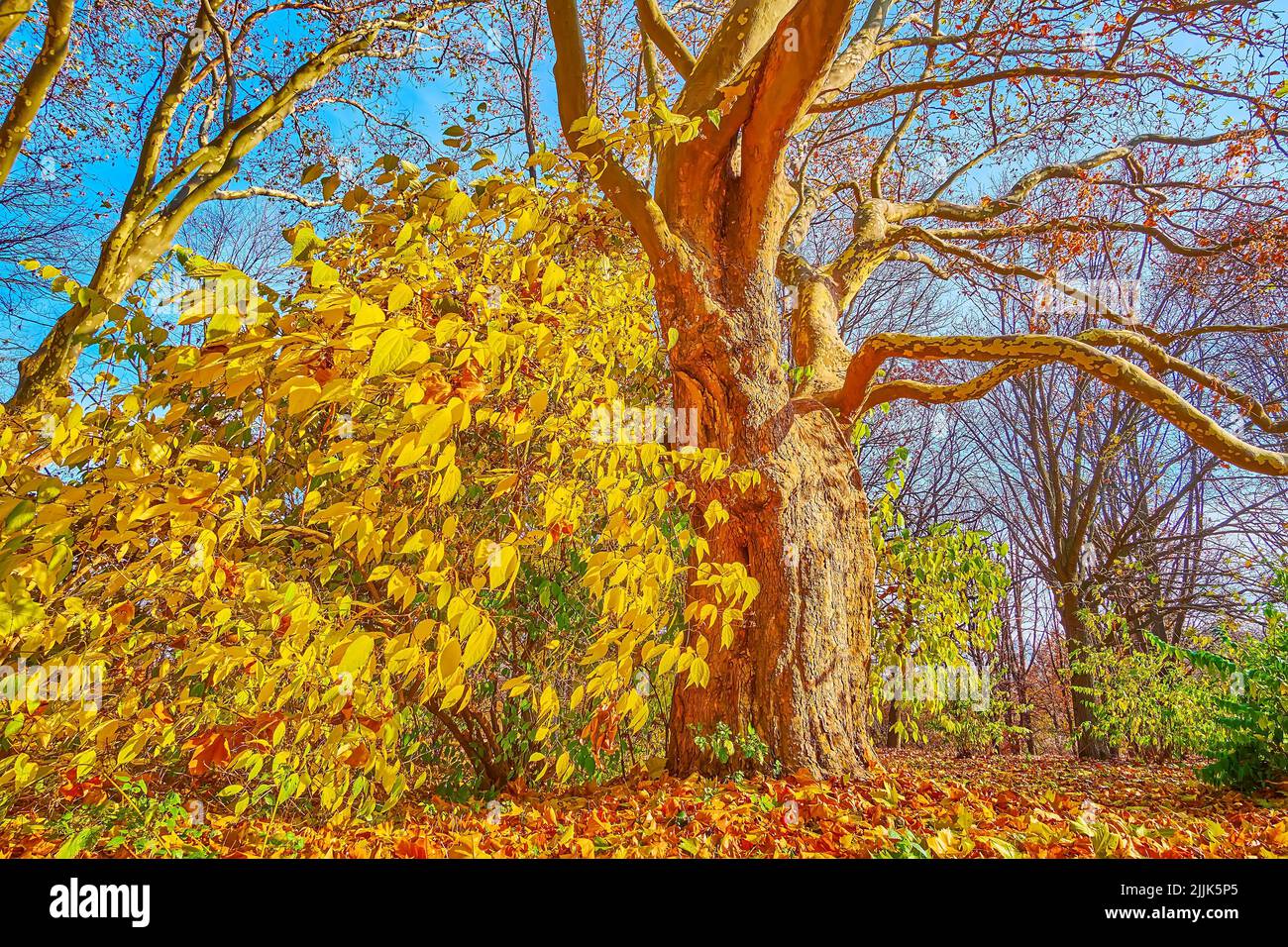 The old curved sycamore trunk with bright yellow bush next to it ...