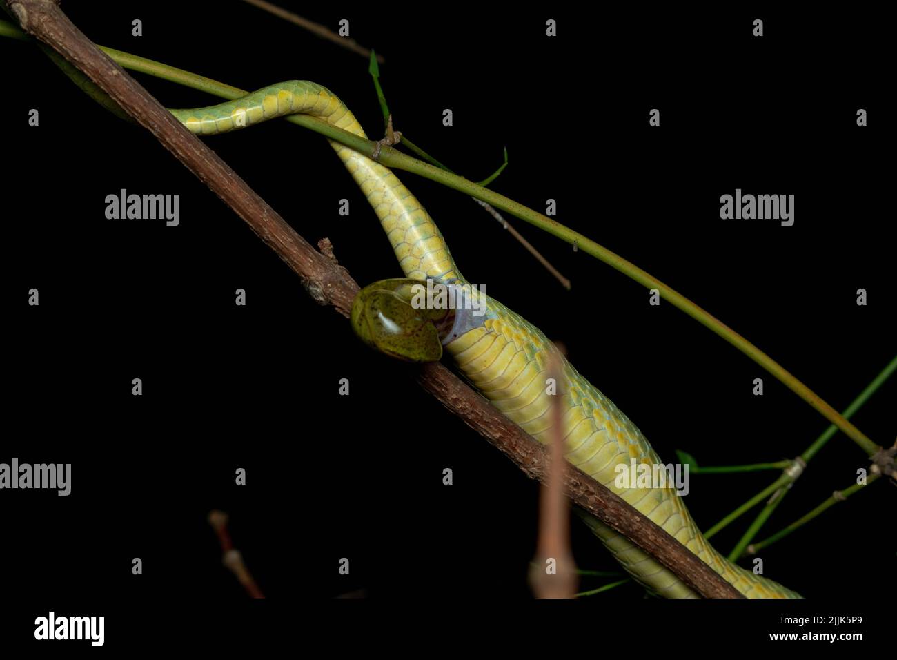 The first baby emerges. Valsad, India: THESE INCREDIBLE images capture ...