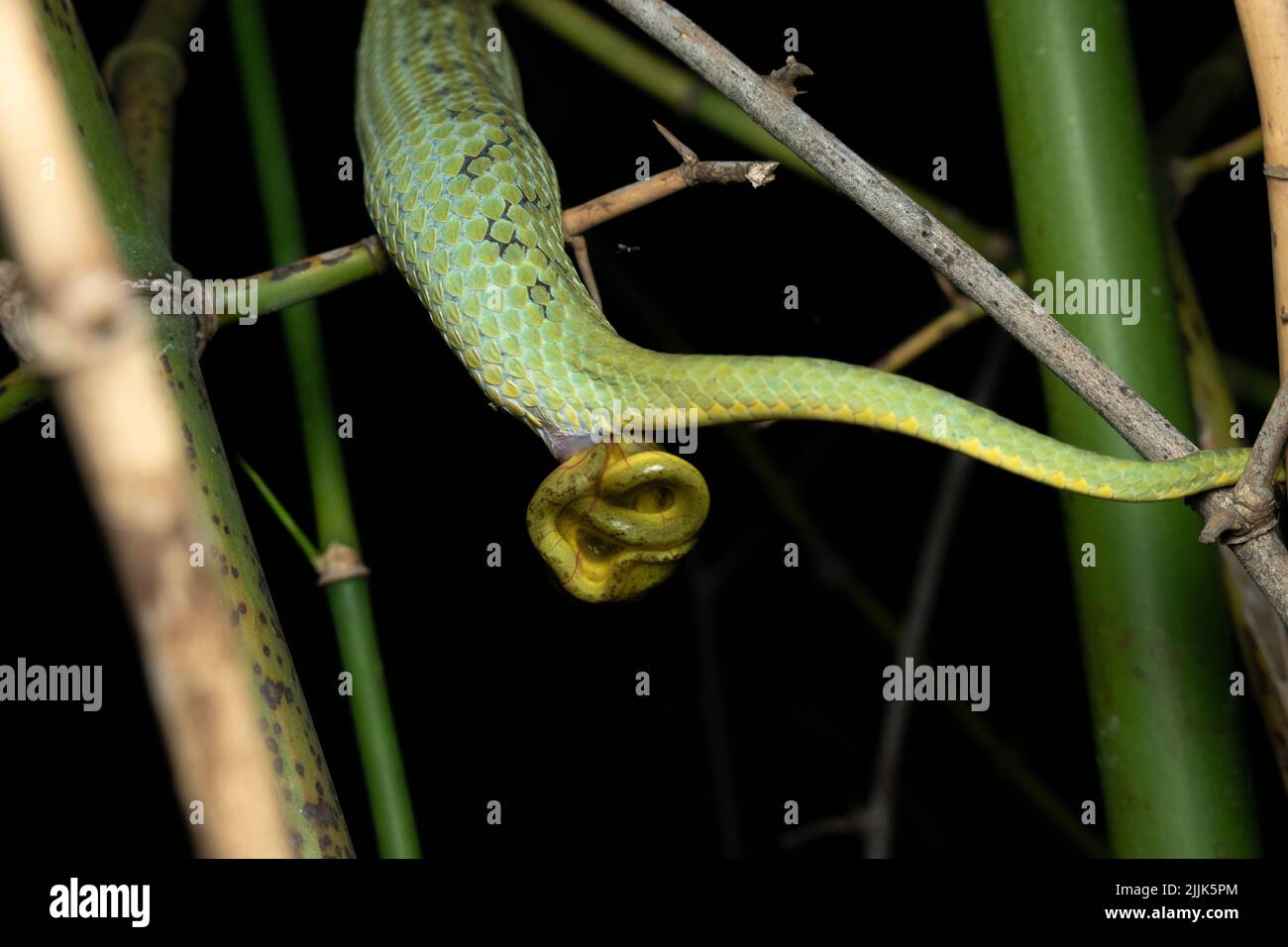 The snake gave birth to a large litter of 13. Valsad, India: THESE ...