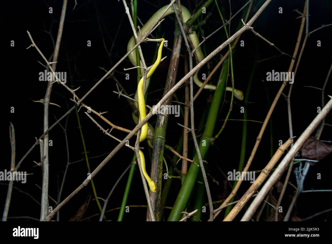 The newborn snakes are a lighter colour. Valsad, India: THESE ...