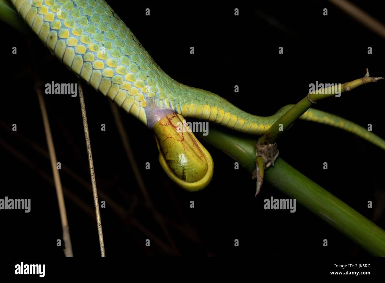 The babies emerge amongst fluid. Valsad, India: THESE INCREDIBLE images ...