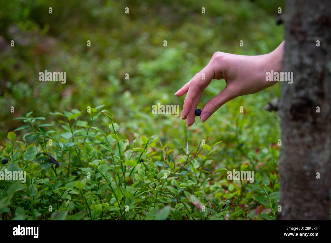 Blueberries picking. Female hand gathering blueberries. Harvesting ...