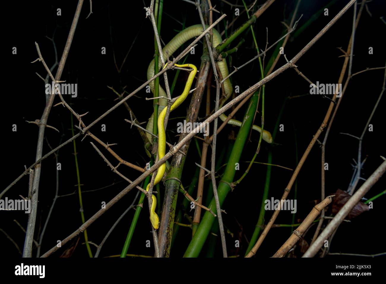 The new snake is a brighter yellow colour. Valsad, India: THESE ...