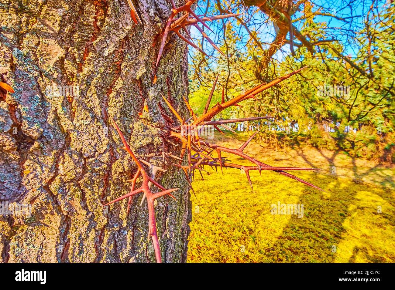 The giant thorns on the trunk of honey locust (Gleditsia triacanthos ...