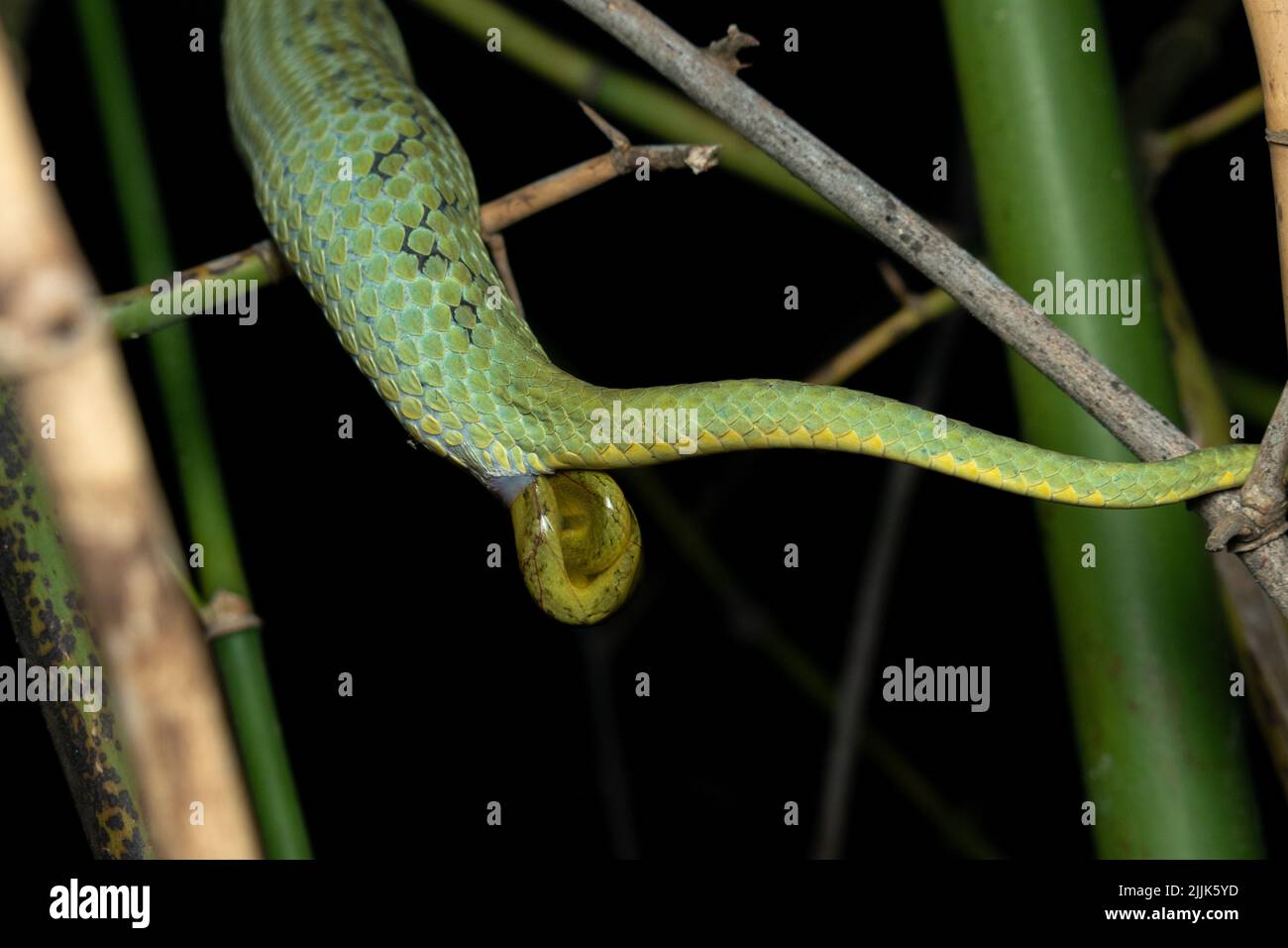The pit viper is extremely venomous. Valsad, India: THESE INCREDIBLE ...