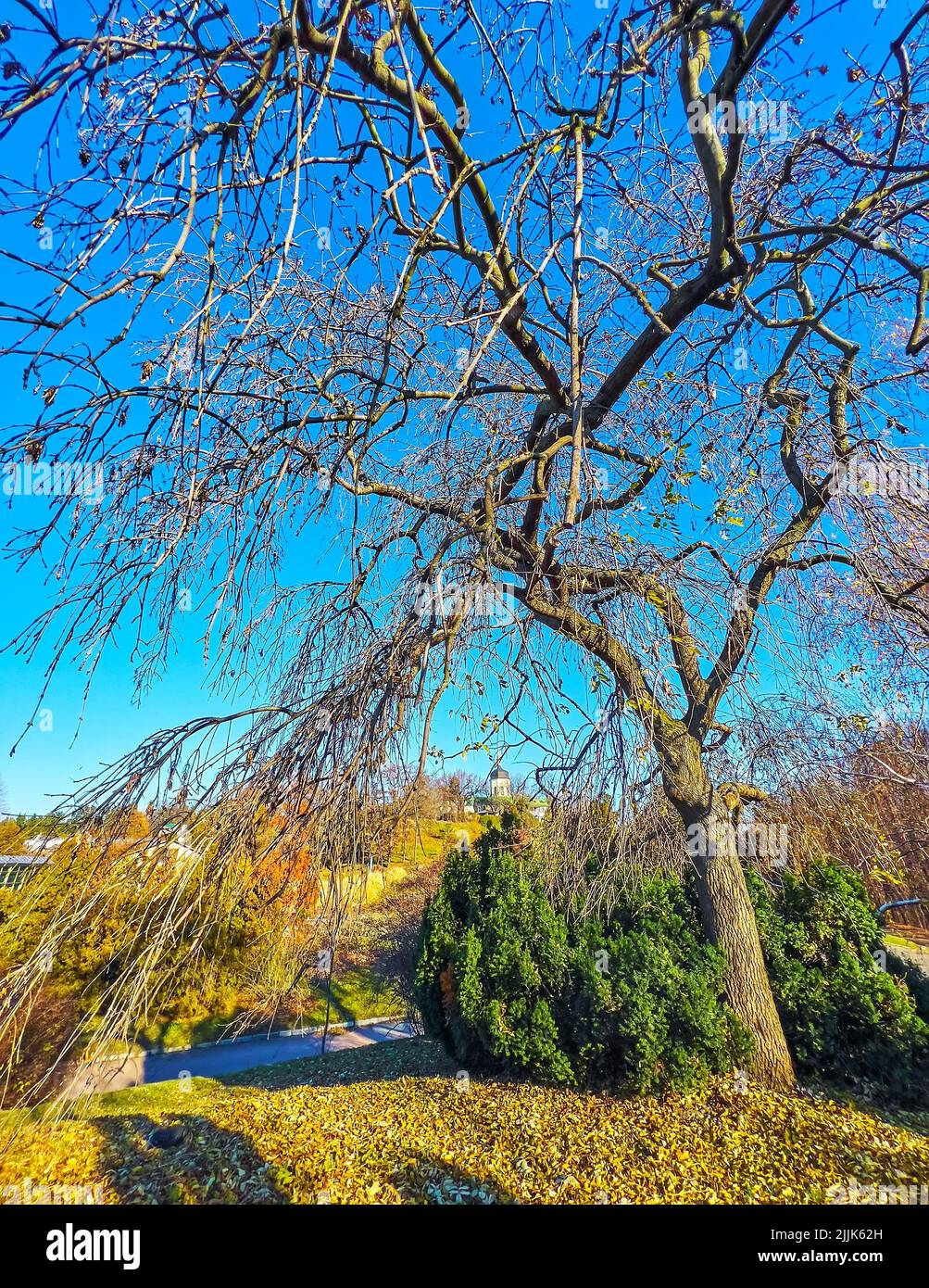 Spread tree hi-res stock photography and images - Alamy