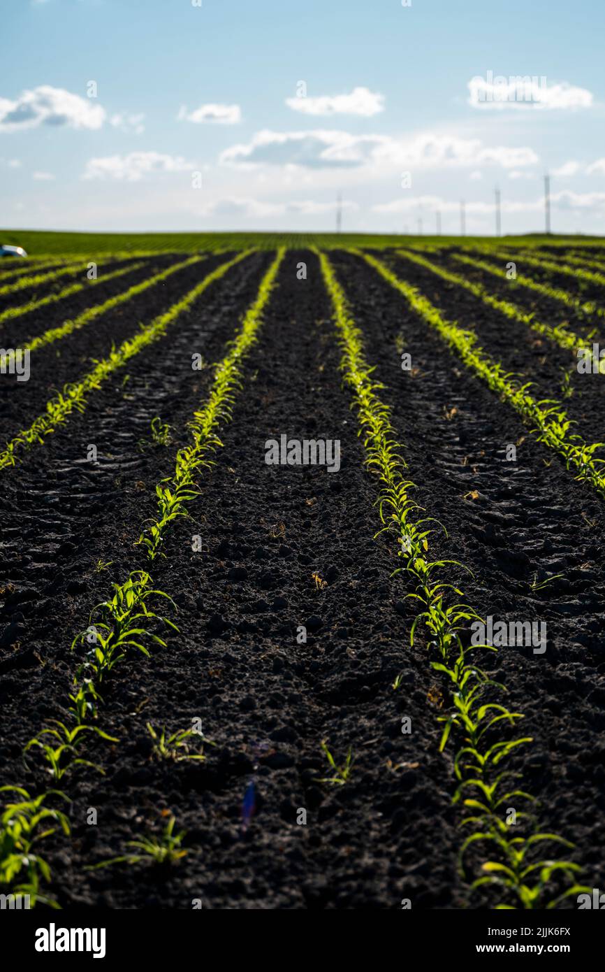 Cornfield. Rural landscape with a field of young corn. Rows of young ...
