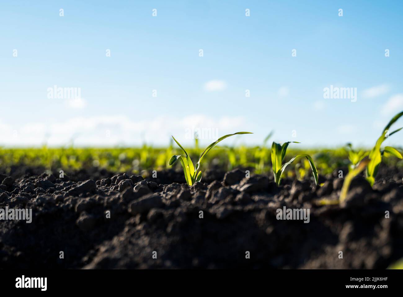 Young shoots of corn closeup. Fertile soil. Farm and field of grain ...