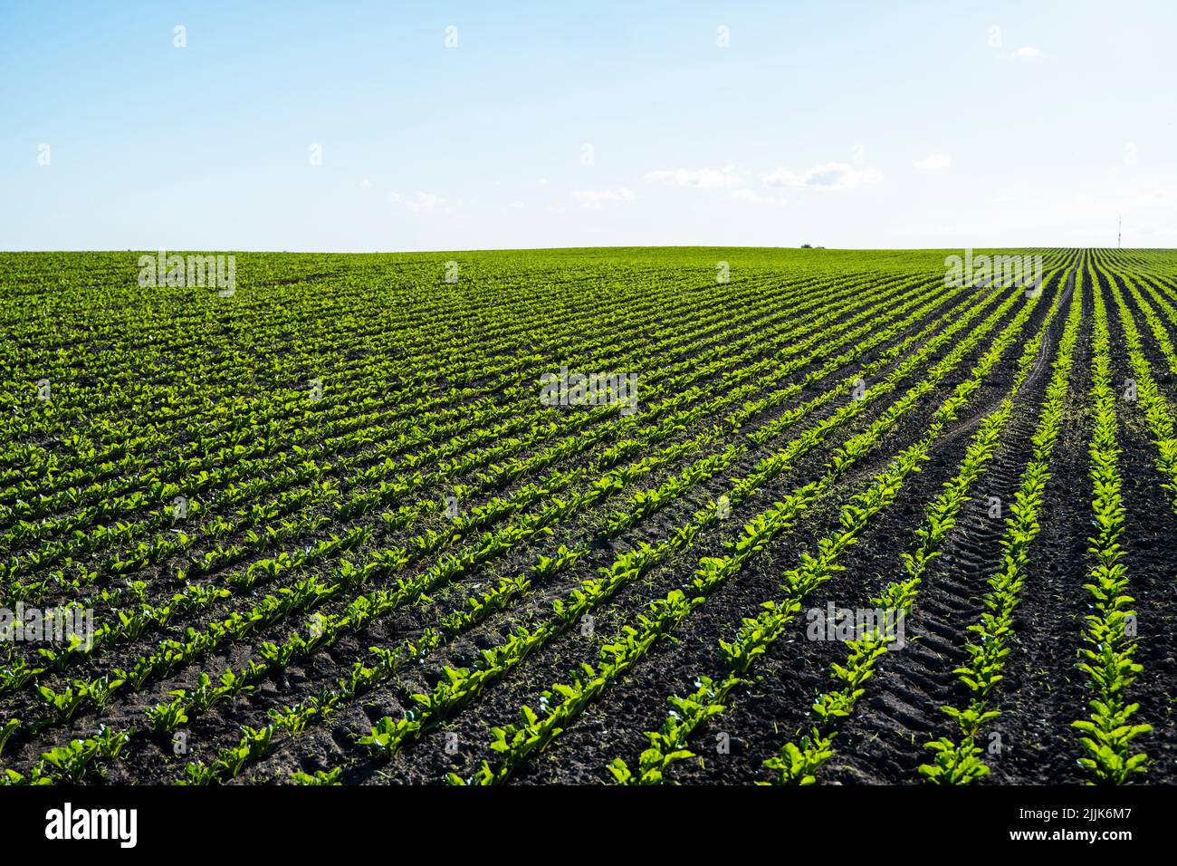 A young beet sprout grows from the soil in the evening. Agrarian ...