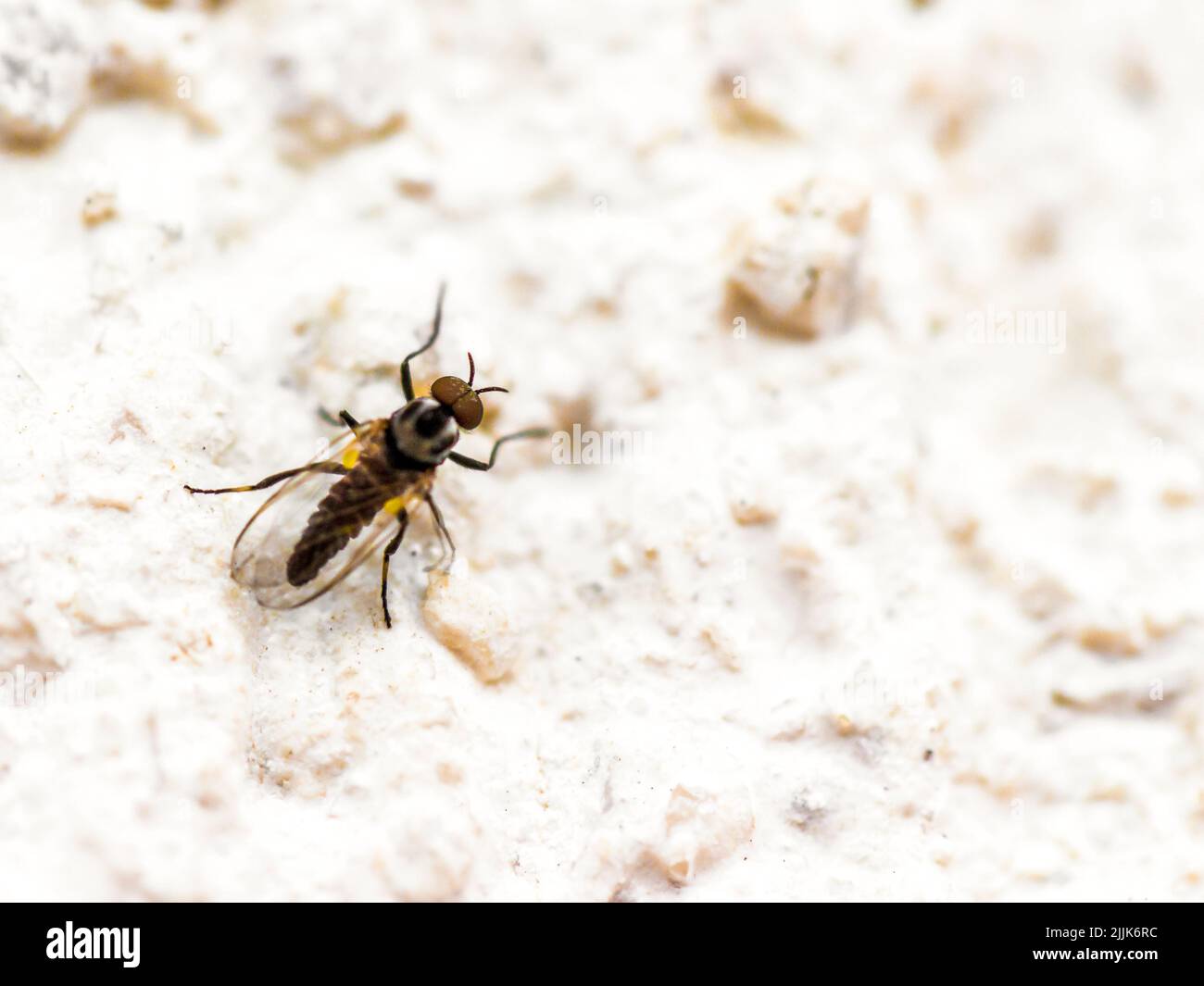 Simulium hi-res stock photography and images - Alamy