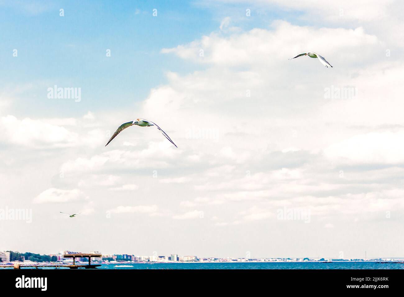 A bird flight scenery in the sky above the sea Stock Photo - Alamy