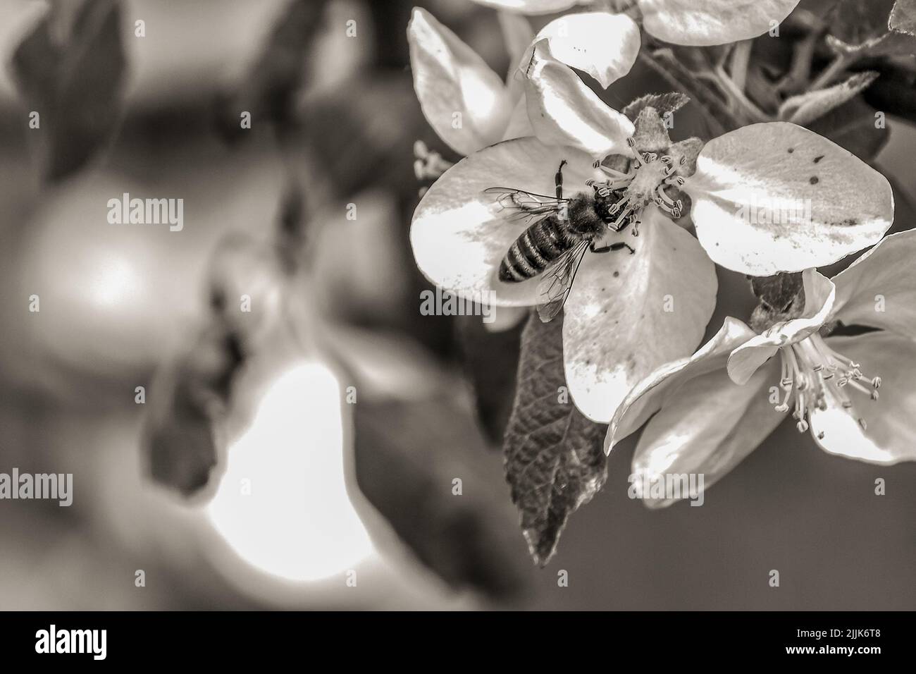 A grayscale shallow focus shot of a bee collecting pollen Stock Photo ...
