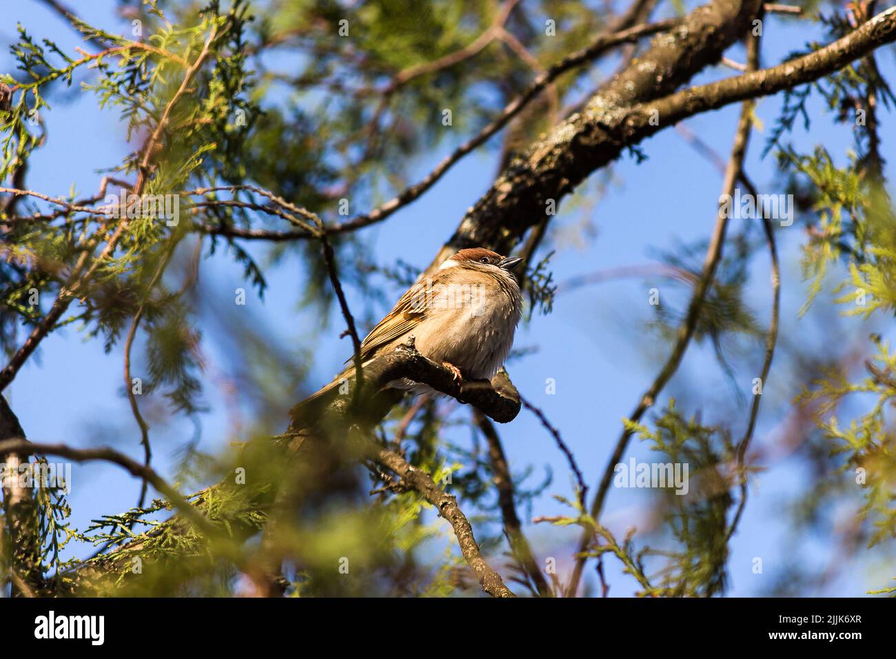 A little brown sparrow sitting on a spruce tree branch Stock Photo - Alamy