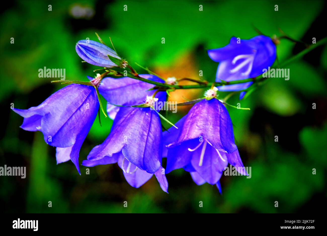 A closeup of beautiful blue Harebells under the sunlight Stock Photo ...