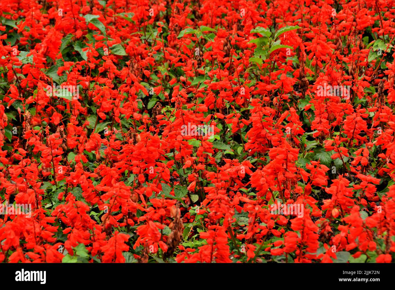 Red sage hi-res stock photography and images - Alamy