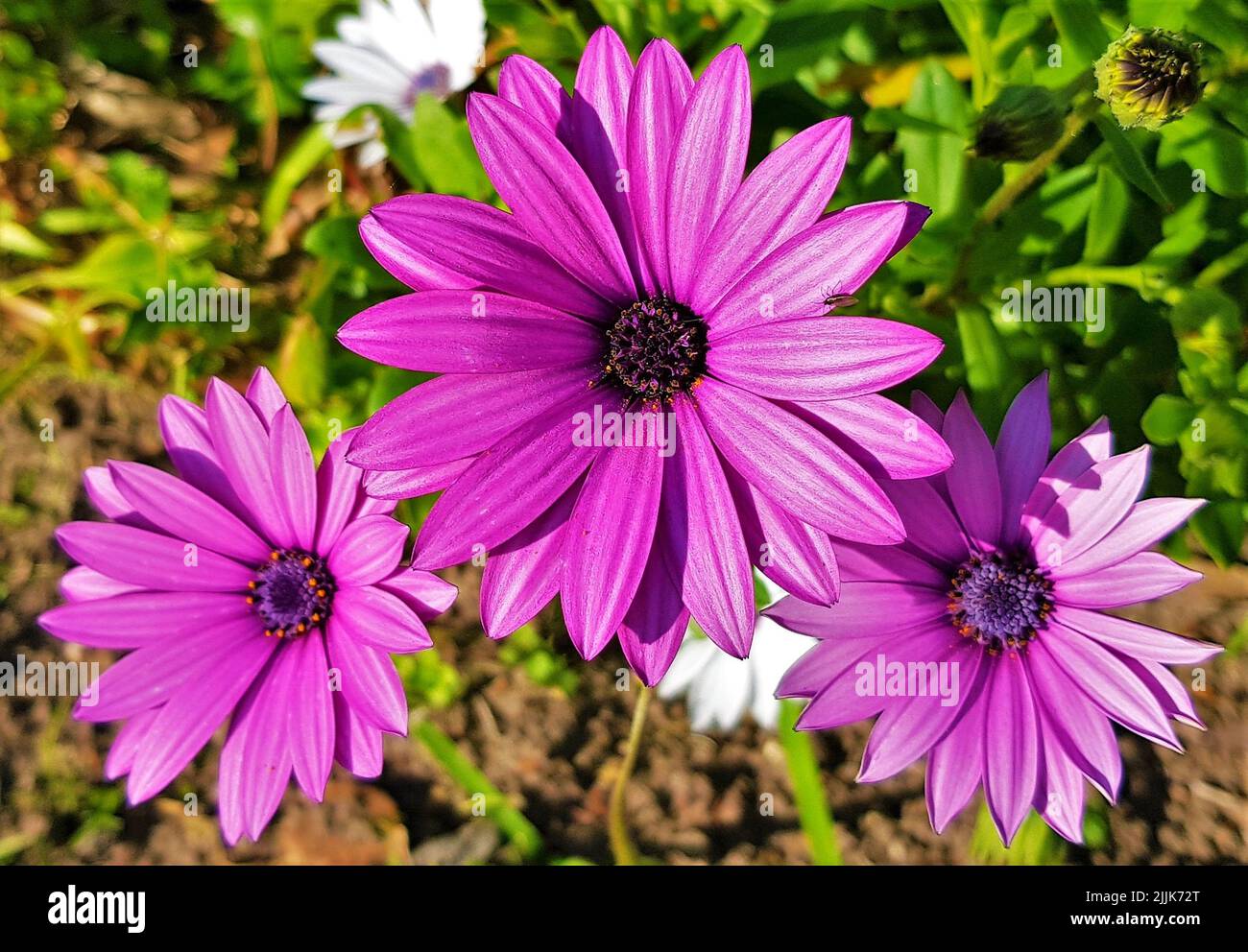 A top view of beautiful purple African daisies (Osteospermum) under the ...