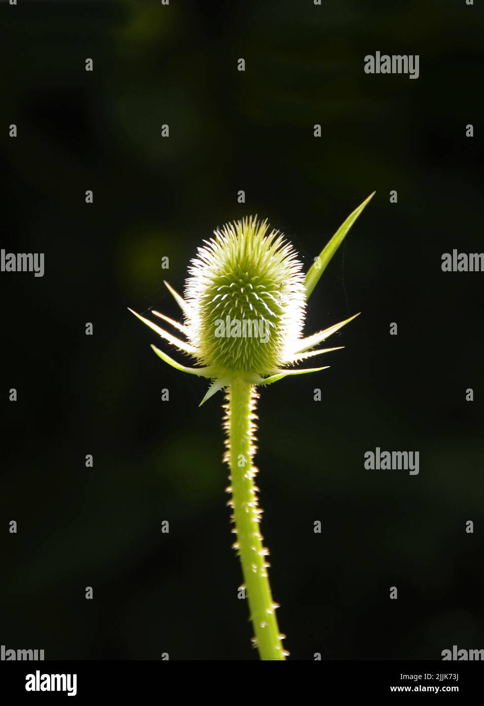 Teasel forest hi-res stock photography and images - Alamy