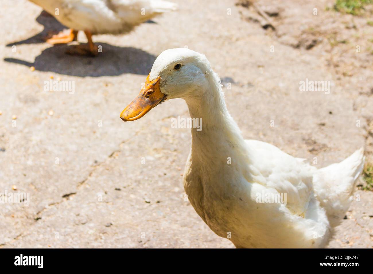 Domestic duck wing hi-res stock photography and images - Alamy