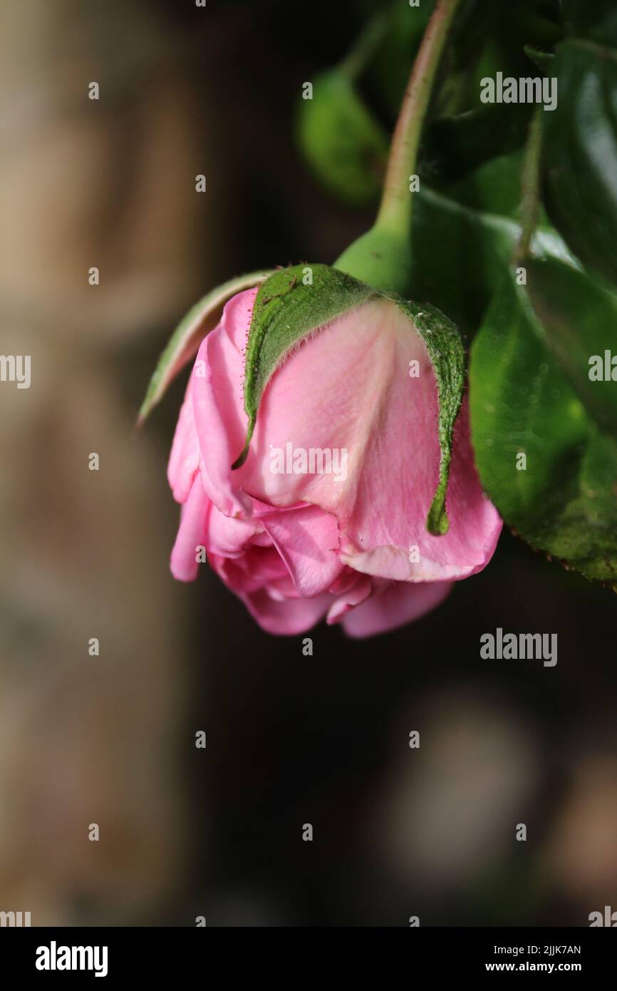 Rose inflorescence macrophotography. Summer blossoms in close-up. Roses ...
