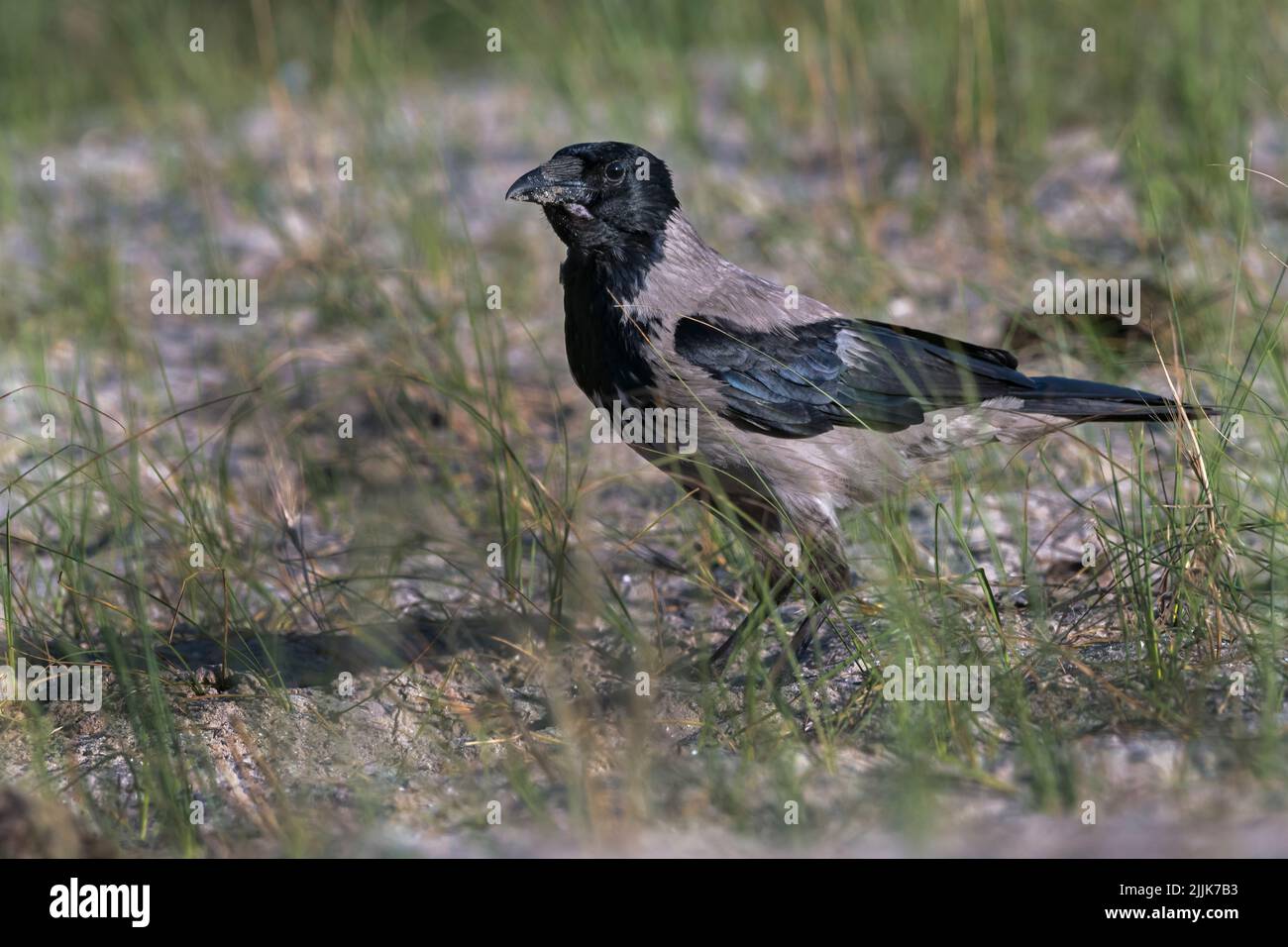 Hooded Crow (Corvus corone cornix). Romania Stock Photo - Alamy