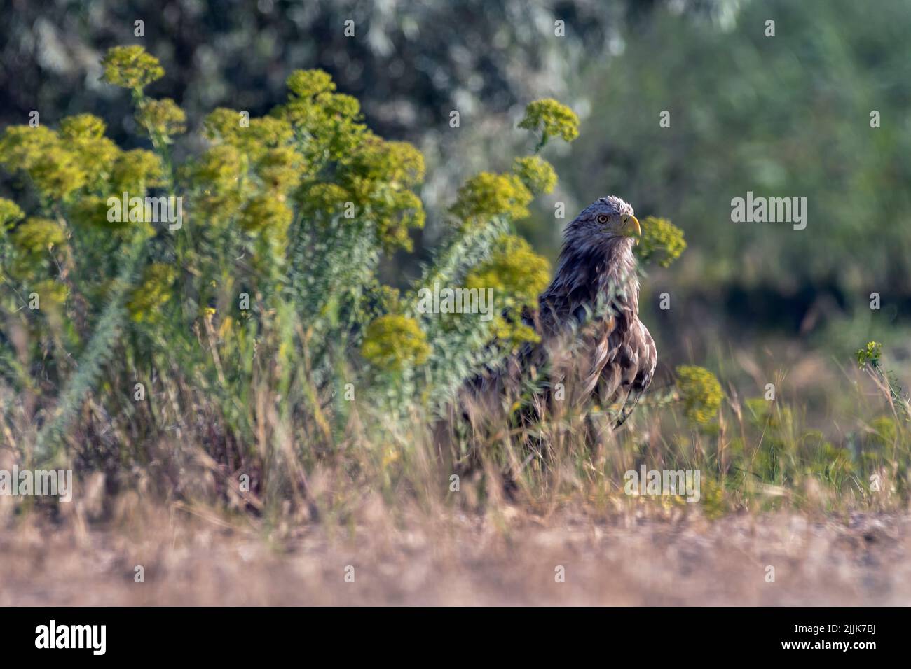 White-tailed Eagle. Romania Stock Photo - Alamy