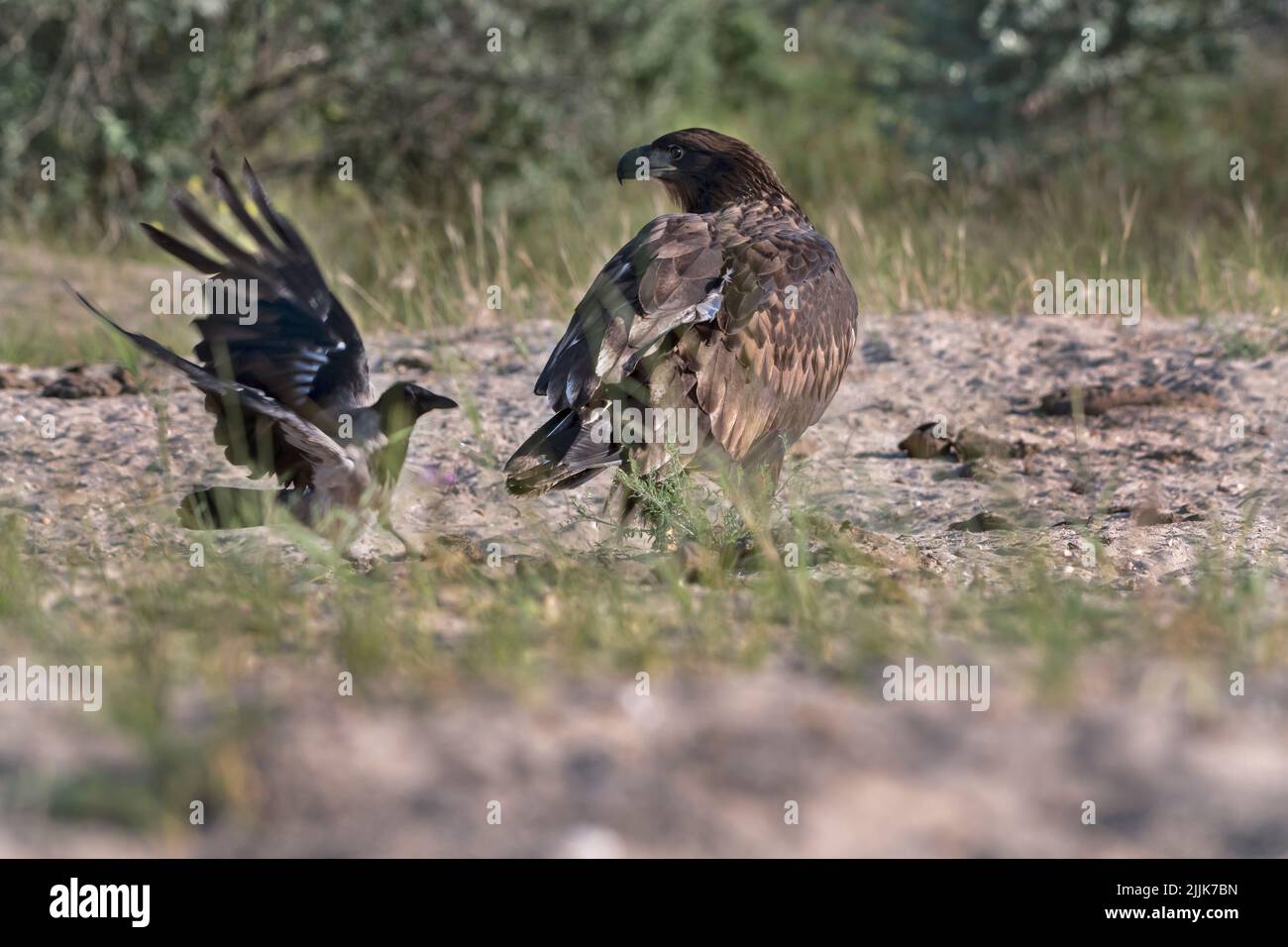 White-tailed Eagle. Romania Stock Photo - Alamy