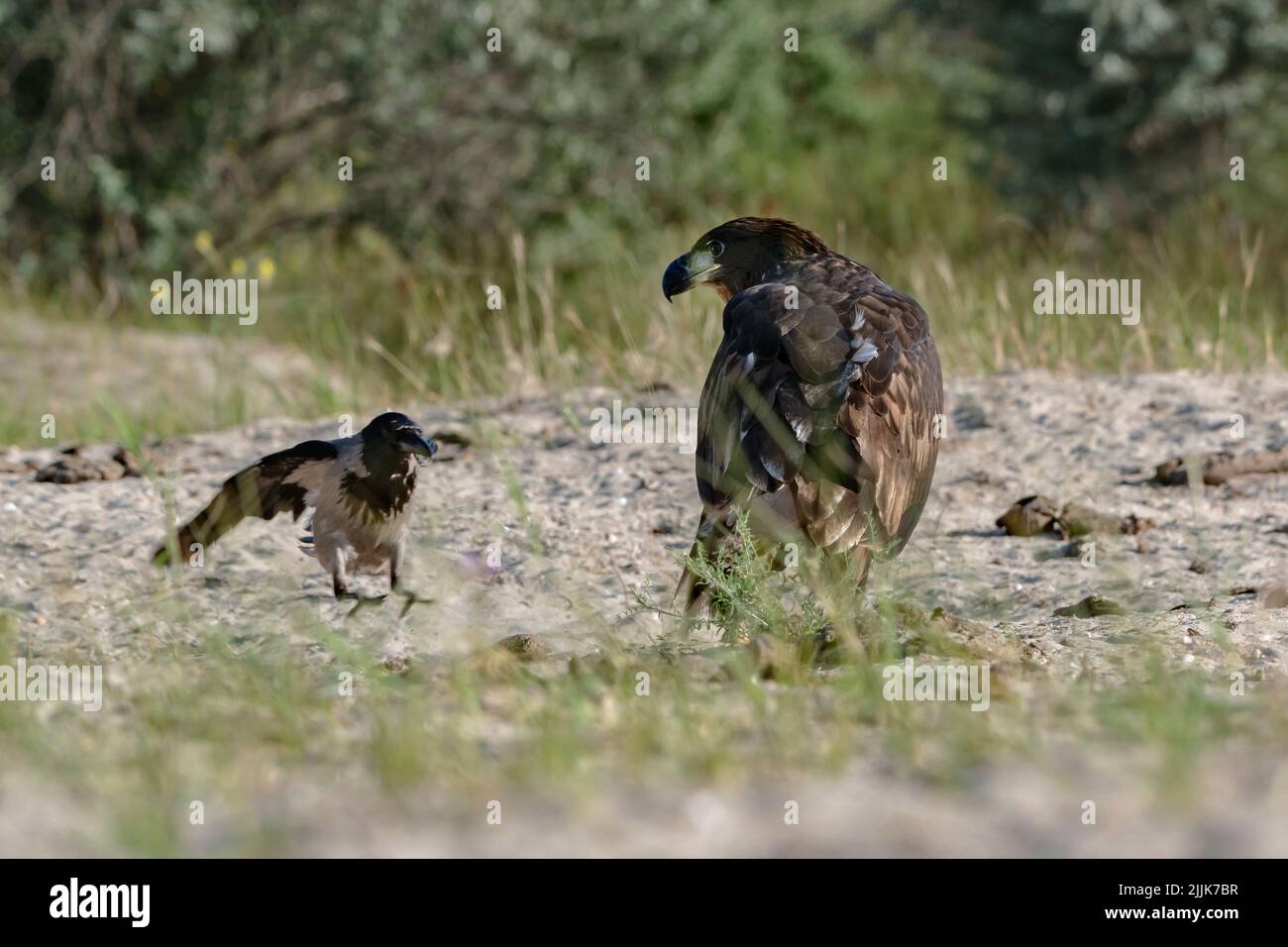 Mobbing of crows on an eagle hi-res stock photography and images - Alamy