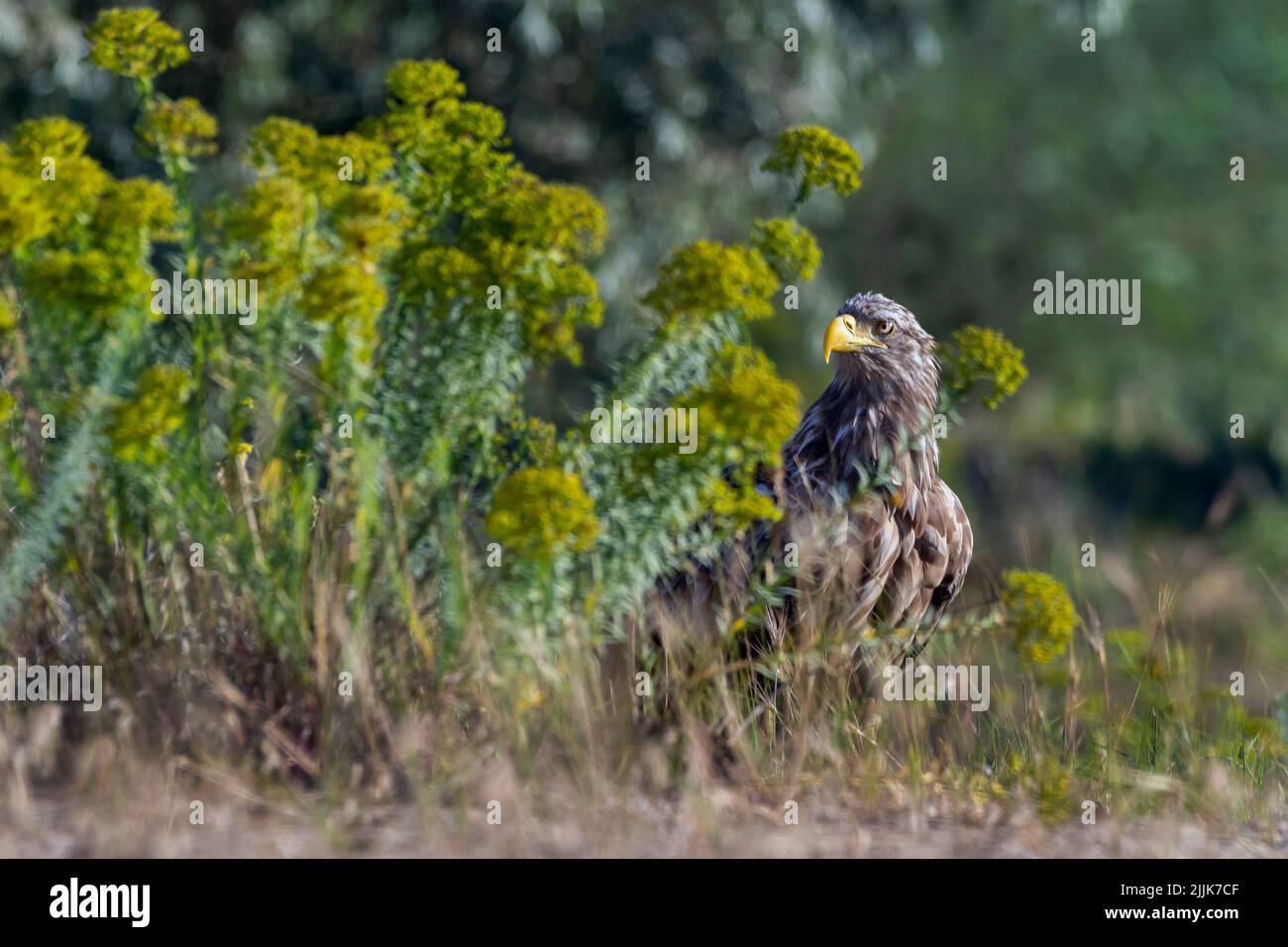 White-tailed Eagle. Romania Stock Photo - Alamy