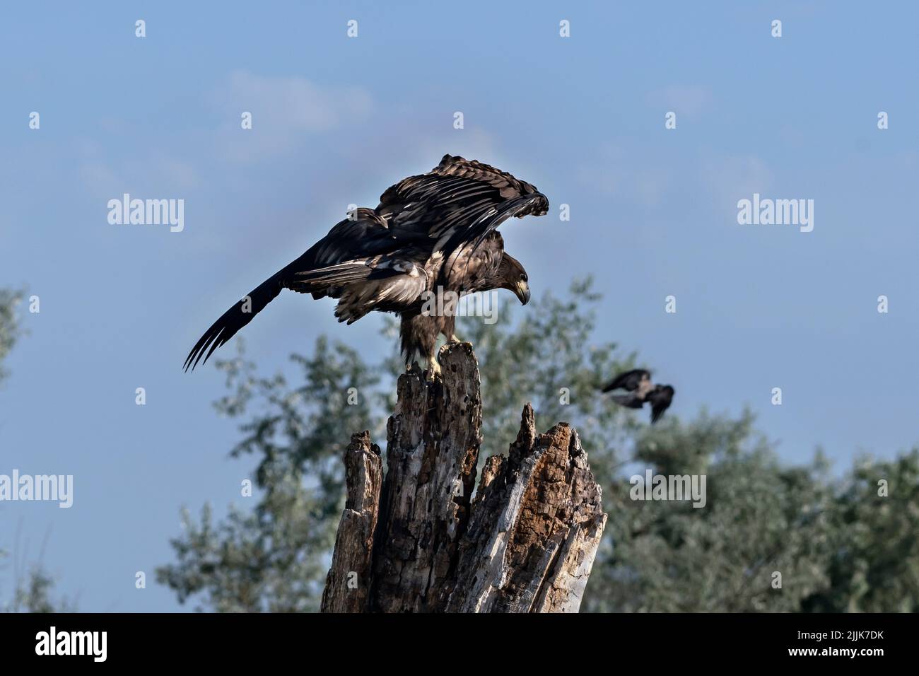 White-tailed Eagle. Romania Stock Photo - Alamy