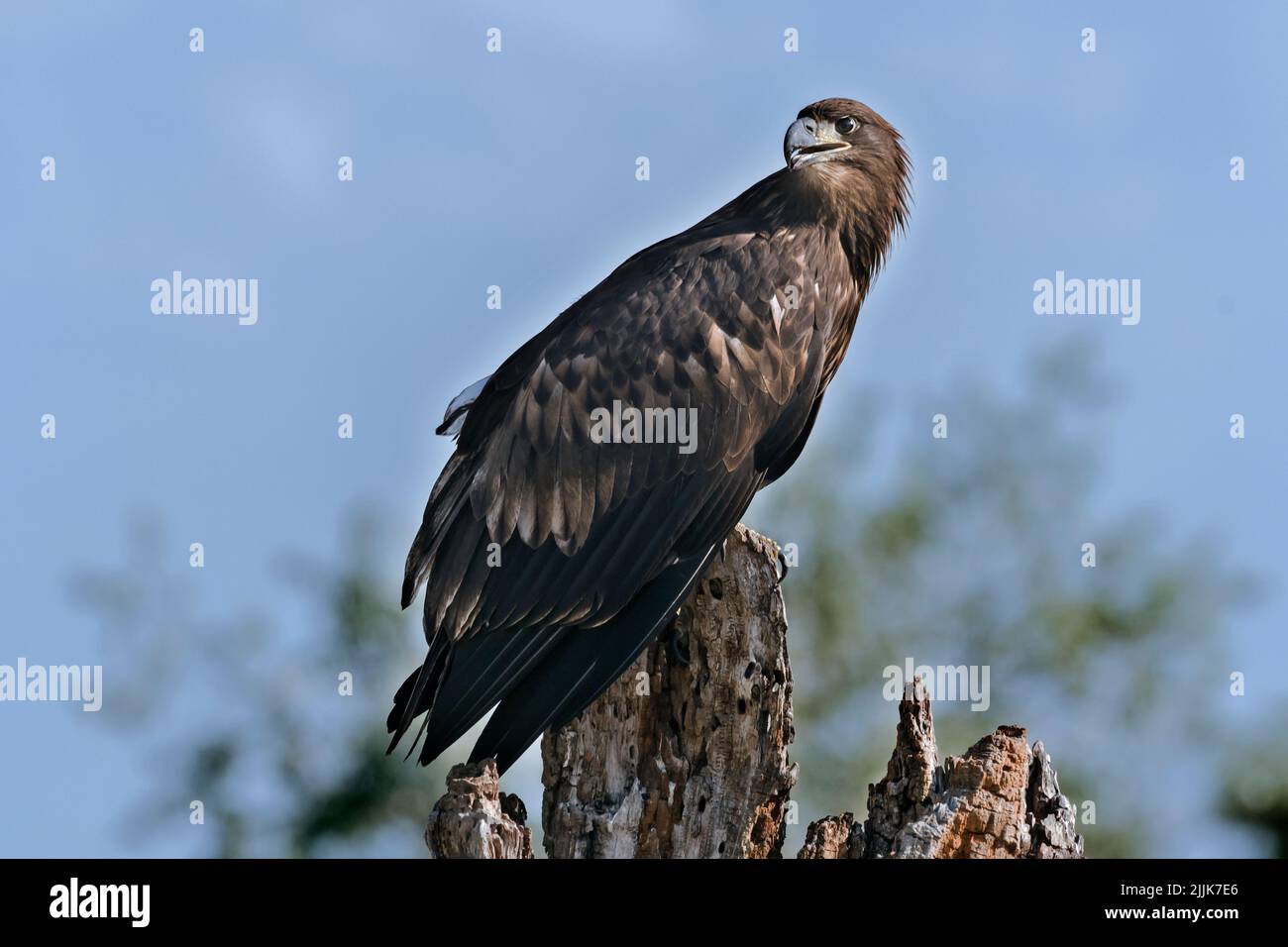 White-tailed Eagle. Romania Stock Photo - Alamy