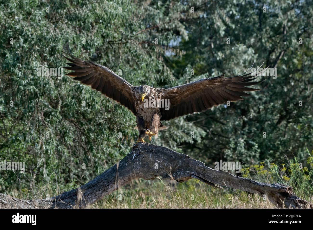 White-tailed Eagle. Romania Stock Photo - Alamy