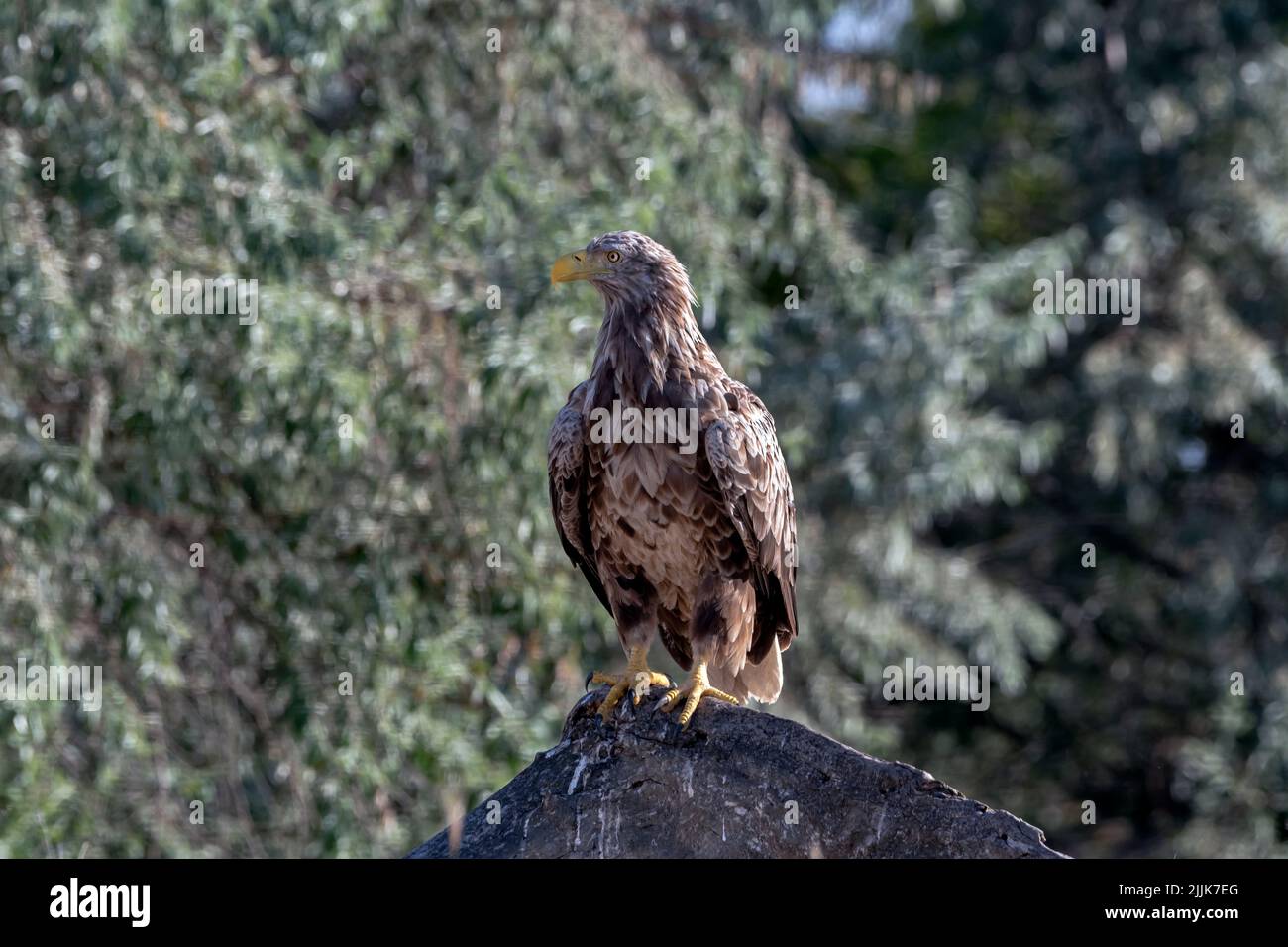 White-tailed Eagle. Romania Stock Photo - Alamy