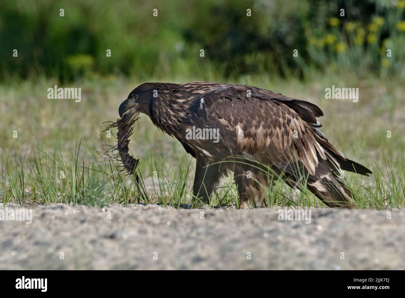 White-tailed Eagle. Romania Stock Photo - Alamy