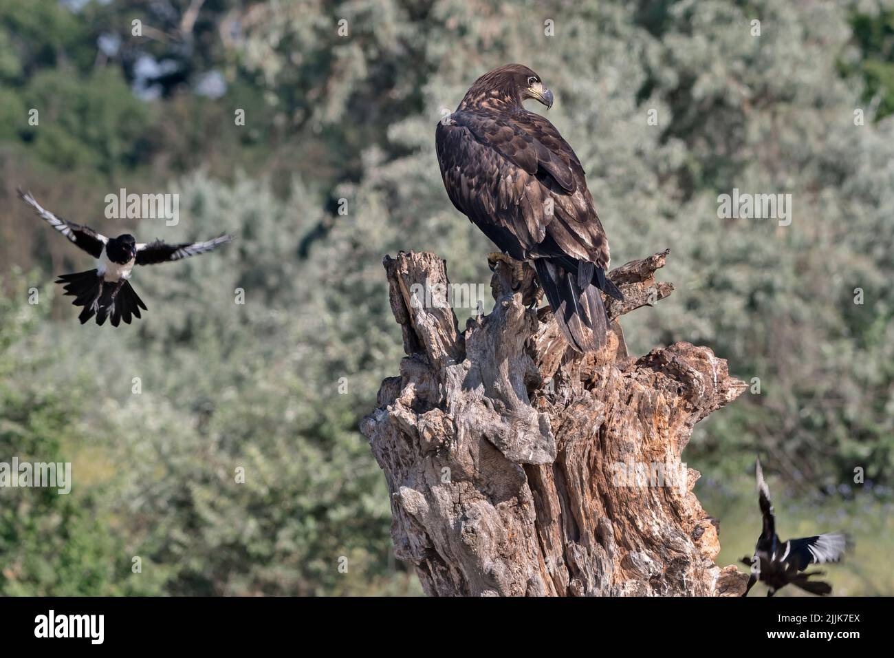 Mobbing of crows on an eagle hi-res stock photography and images - Alamy
