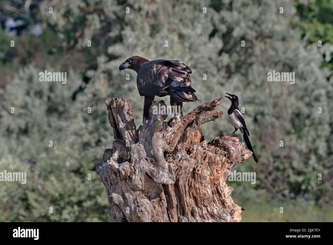 White-tailed Eagle. Romania Stock Photo - Alamy
