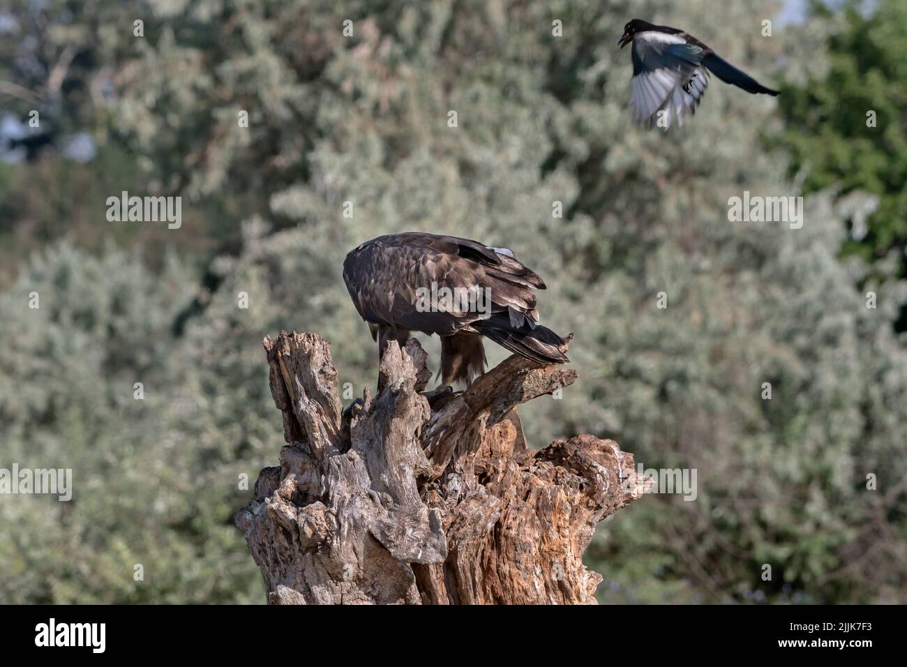 Mobbing of crows on an eagle hi-res stock photography and images - Alamy