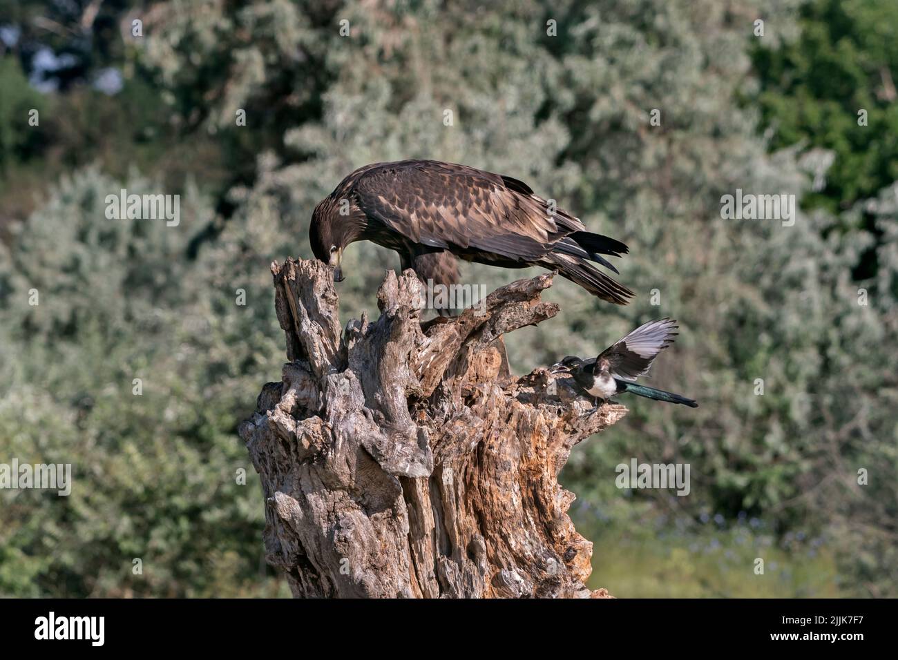 White-tailed Eagle. Romania Stock Photo - Alamy