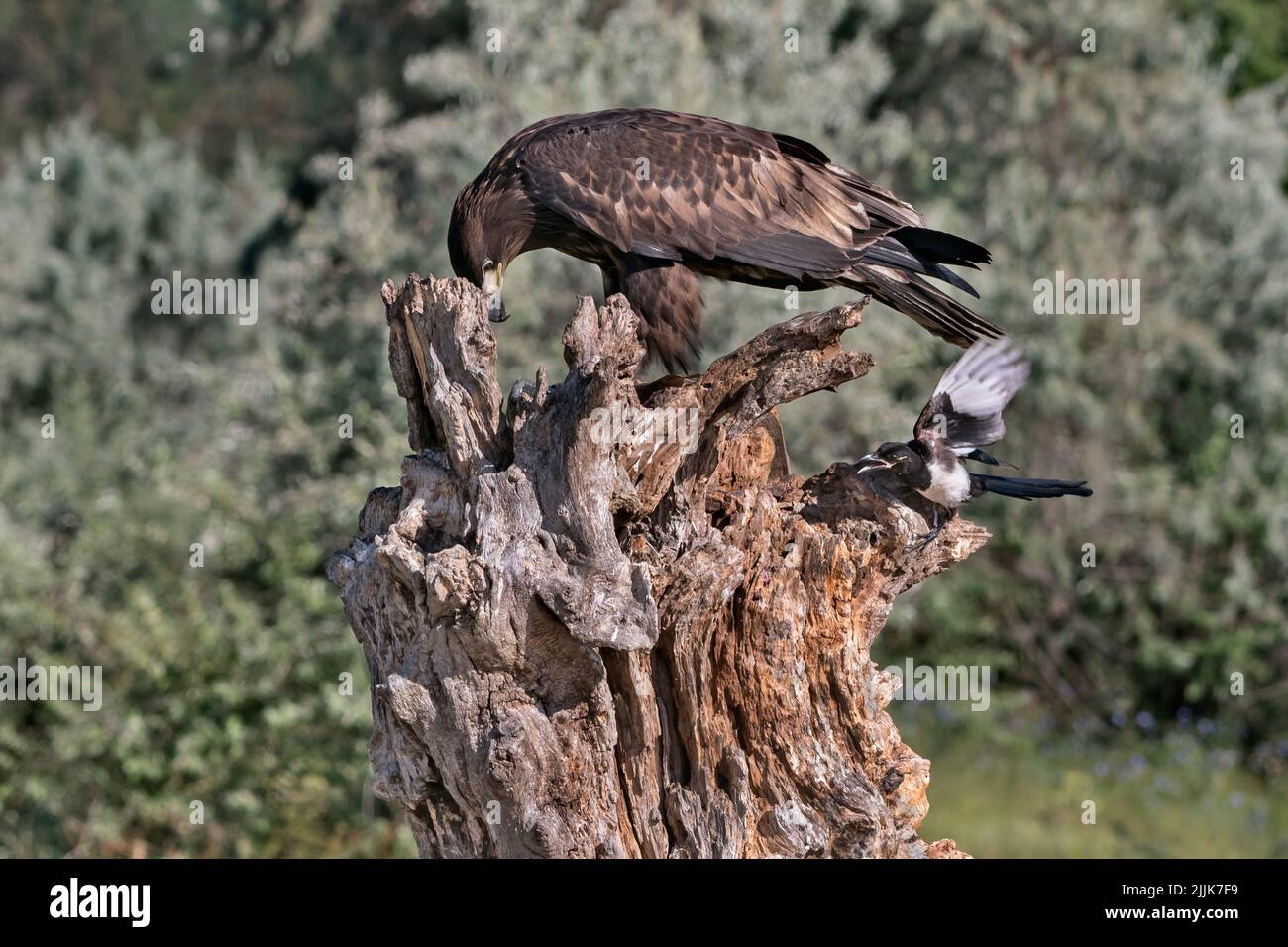 Mobbing of crows on an eagle hi-res stock photography and images - Alamy