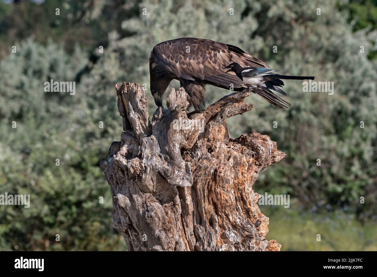 White-tailed Eagle. Romania Stock Photo - Alamy