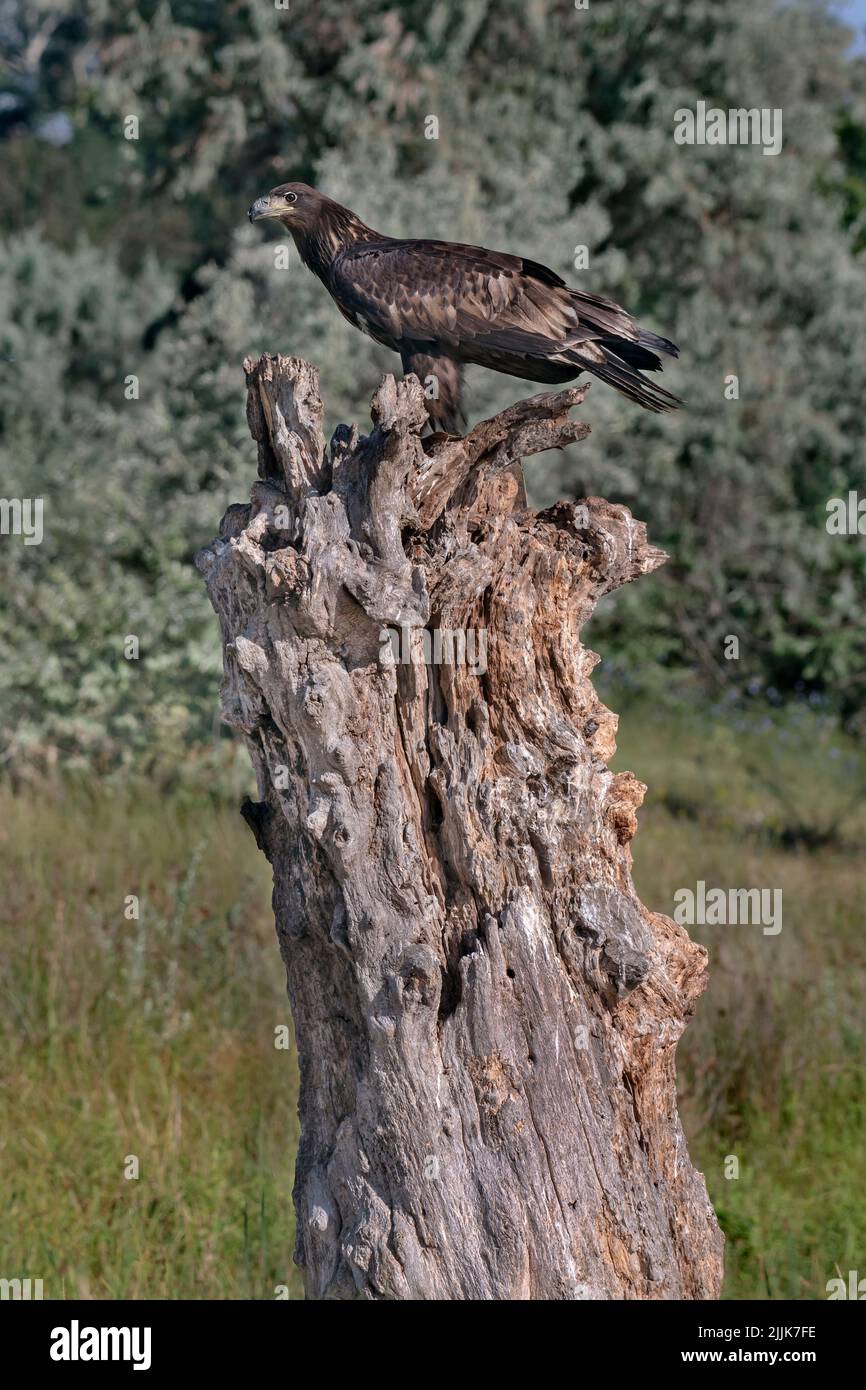 White-tailed Eagle. Romania Stock Photo - Alamy